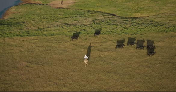 Beef. It’s What’s For Dinner. launches Cattle Calling docuseries