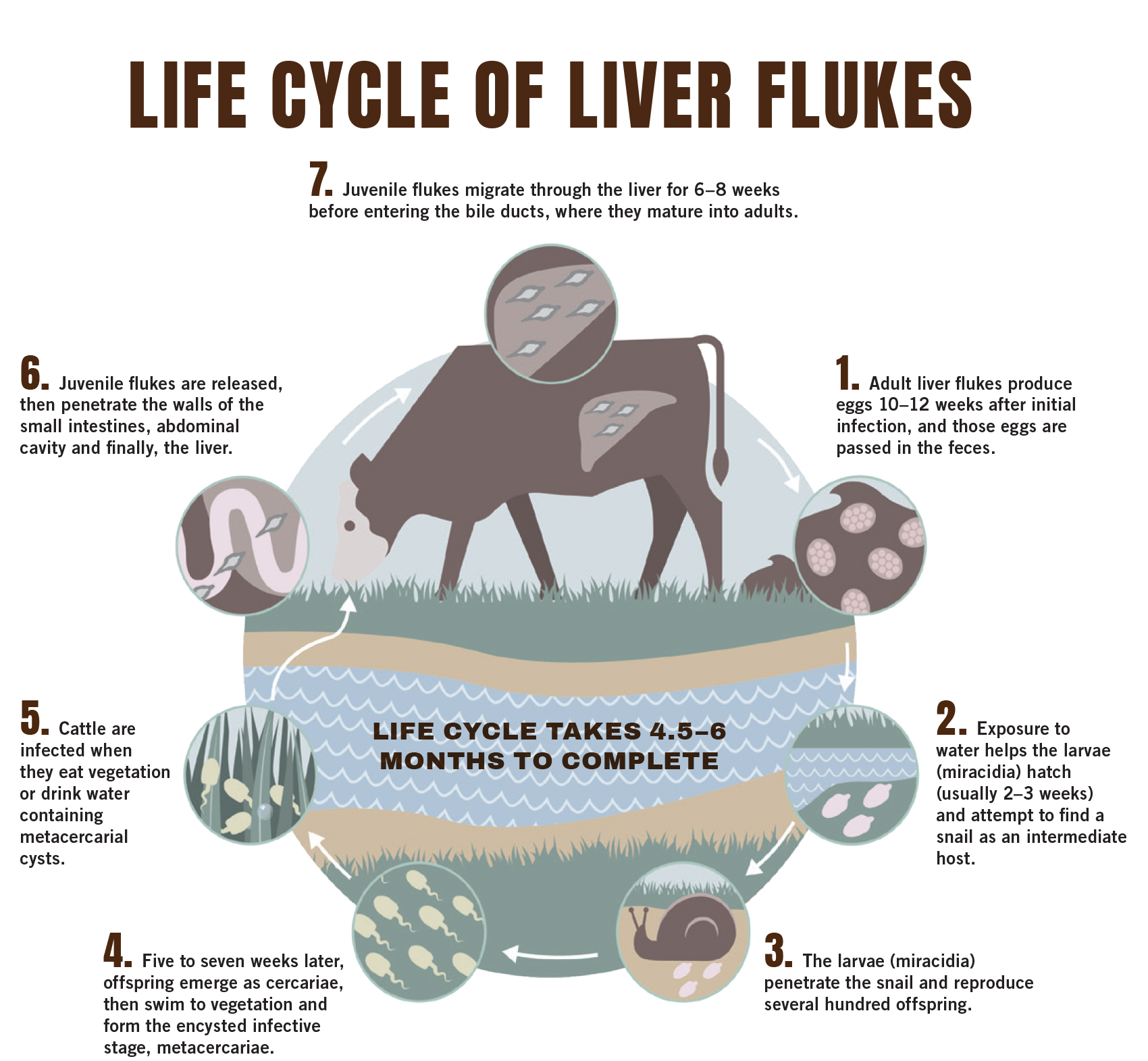 Liver flukes cost more than liver condemnations