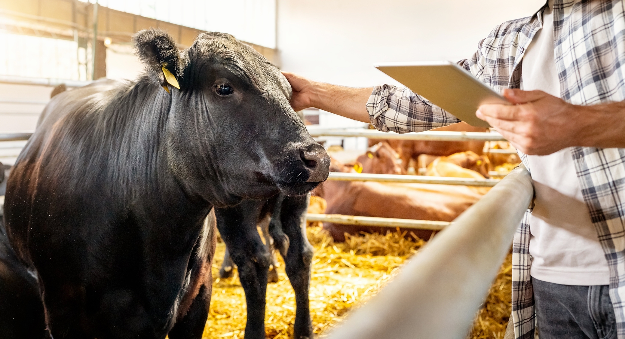 National survey looks at beef producers’ bull-buying decisions