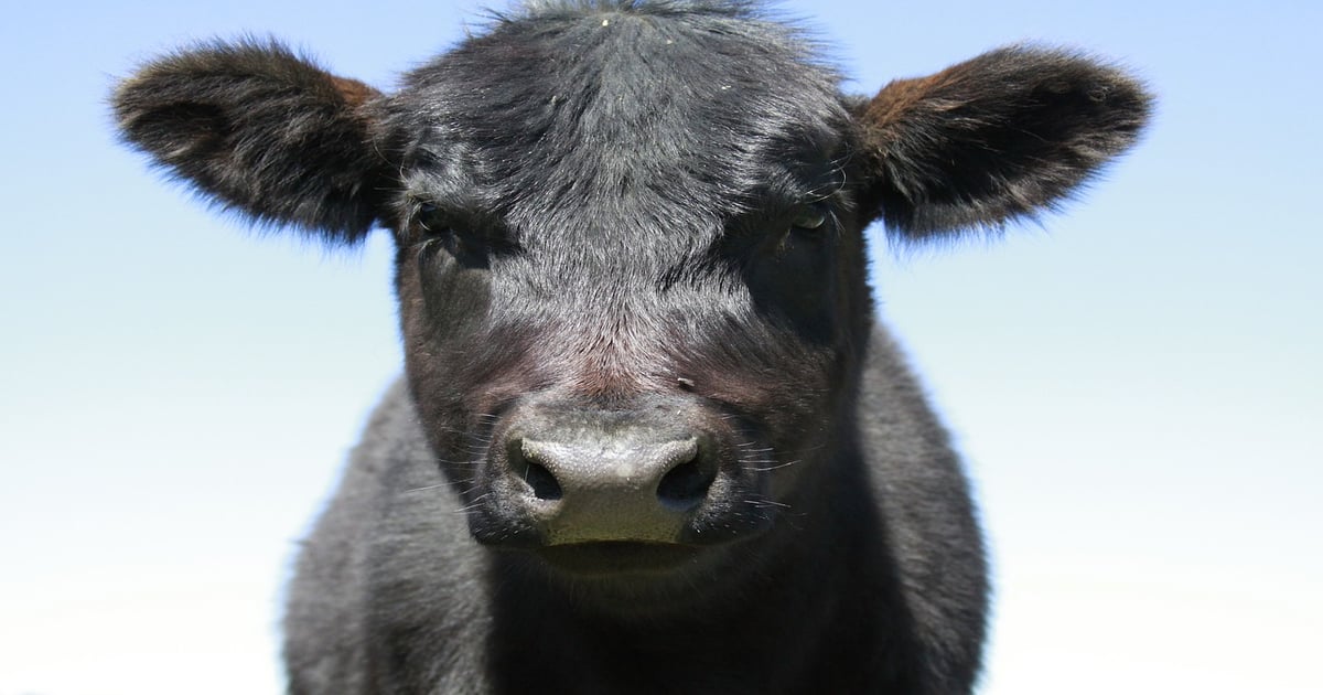 Beef cows and calves may not be getting enough vitamin A