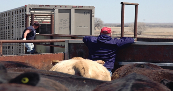 Bruised beef carcasses = bruised bottom line