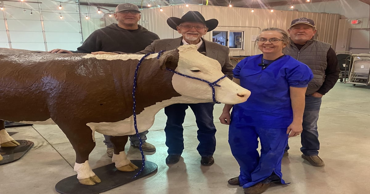 Calving with 'Stella' the cow