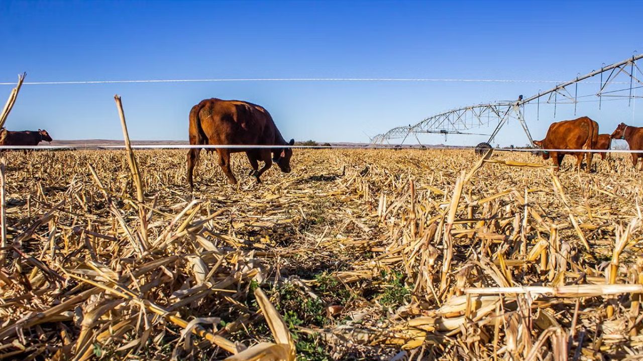 Bladderpod plant poses danger to Oklahoma cattle