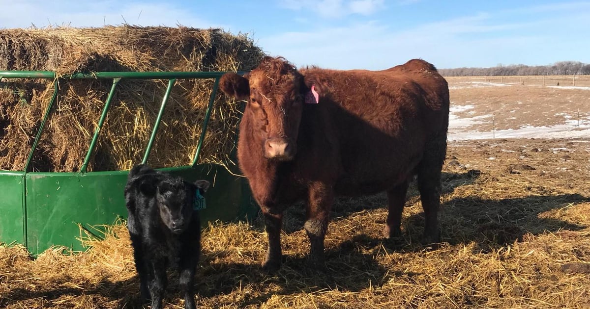 It’s time to dial in on cow costs