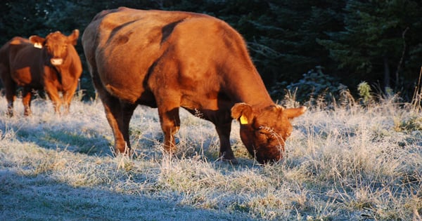 10 tips for keeping first-calf heifers in tip-top shape