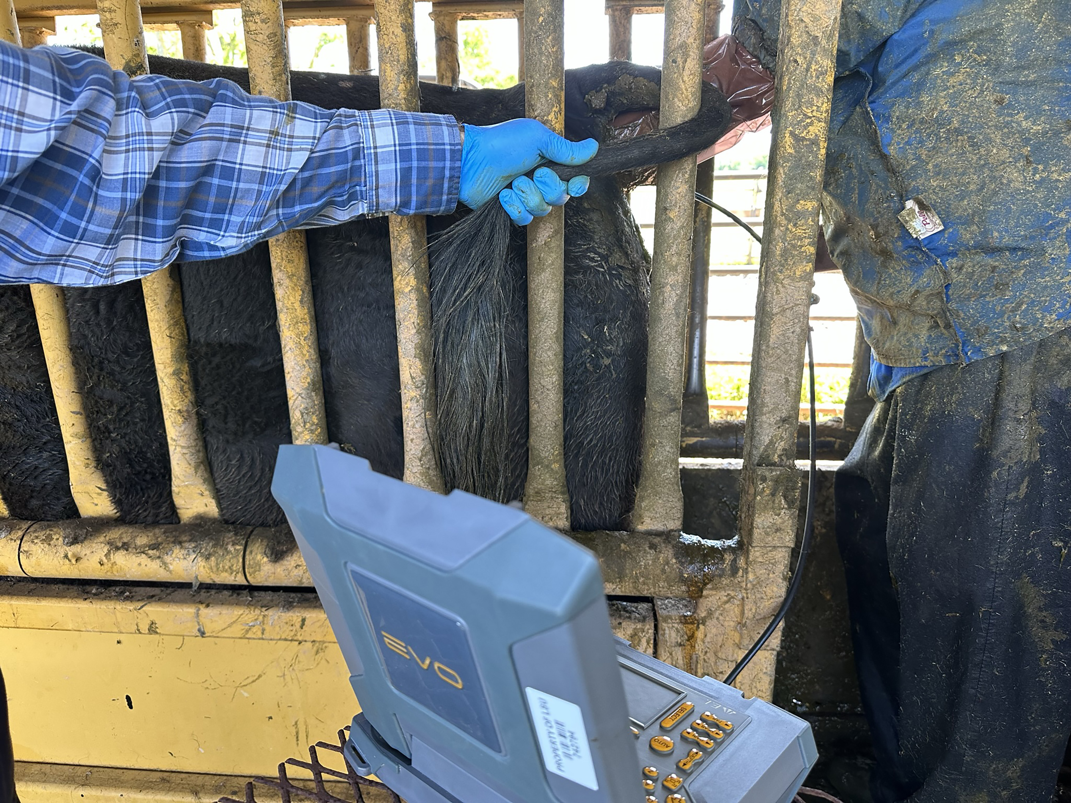 Pregnancy determination in beef cattle