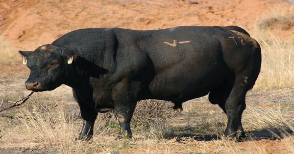 Commercial Cattleman Builds Back His Herd Using DNA Marker Technology