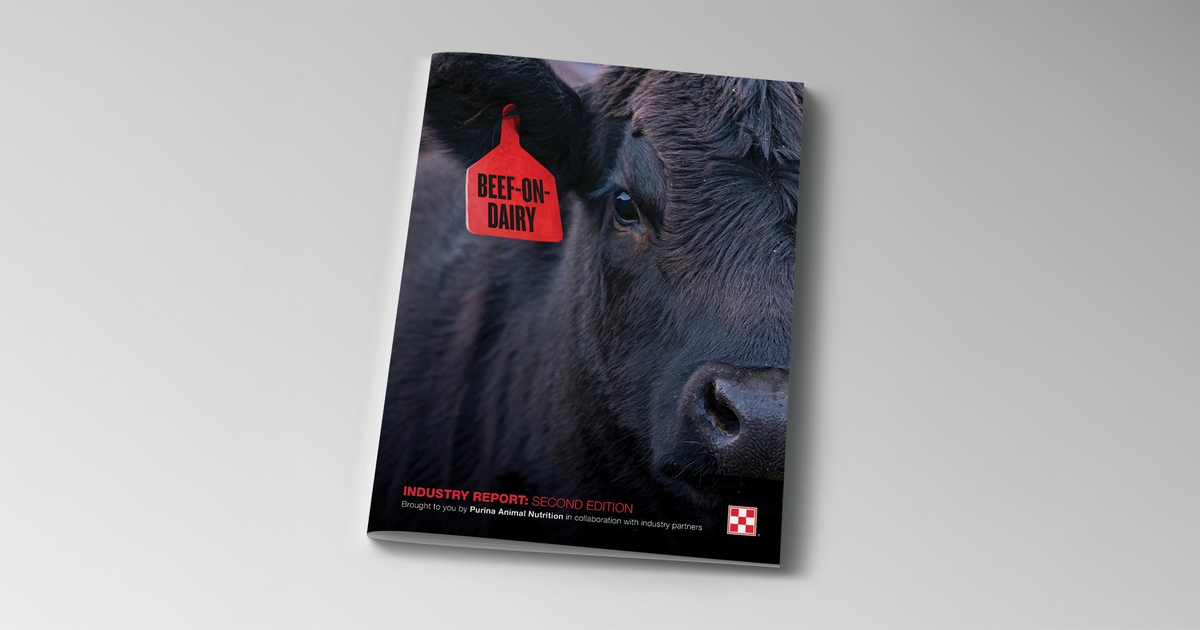 The Beef-on-Dairy Report: Quality over Quantity