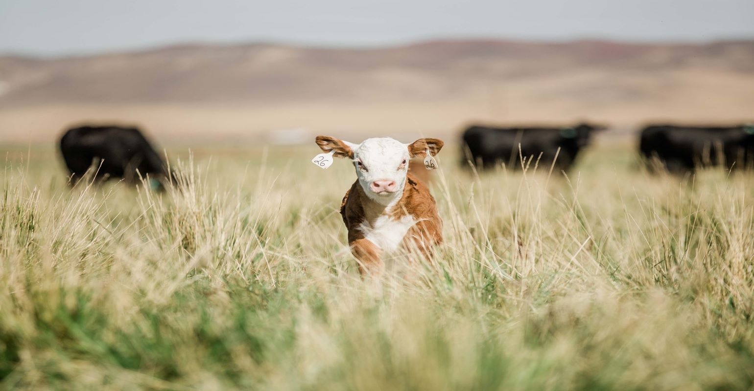 Vytelle doubles bovine IVF lab capacity