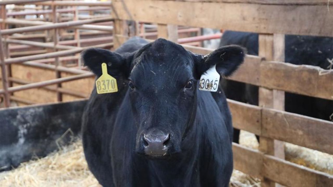 Evaluating replacement heifers ahead of breeding season