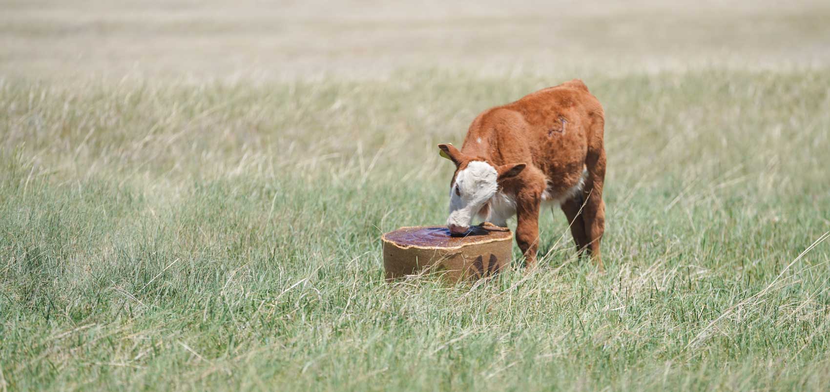 Mineral utilization for cattle