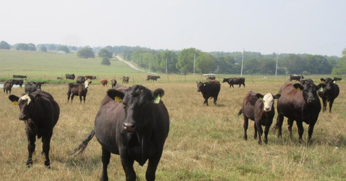 Post-drought pasture improvement takes more than rain