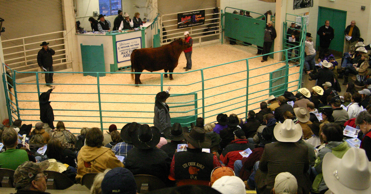 Customized selection indexes help simplify bull buying decisions