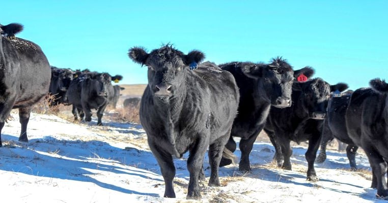 Helping cows cope with cold stress