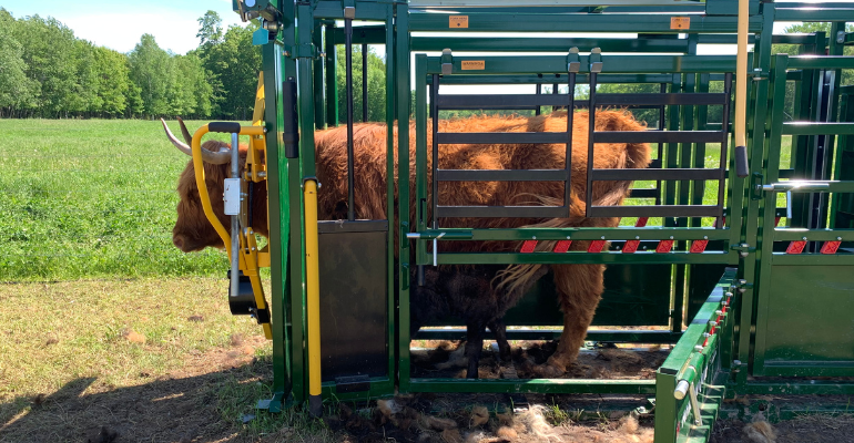 Your ultimate cattle chute buying guide