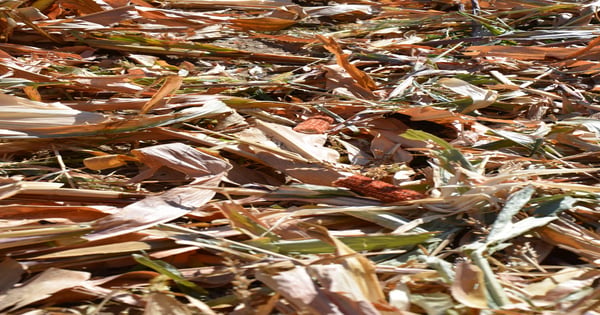What Are Corn Stalk Bales Worth?