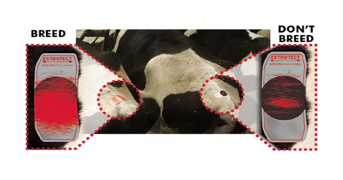 Estrotect redesigned its breeding indicator