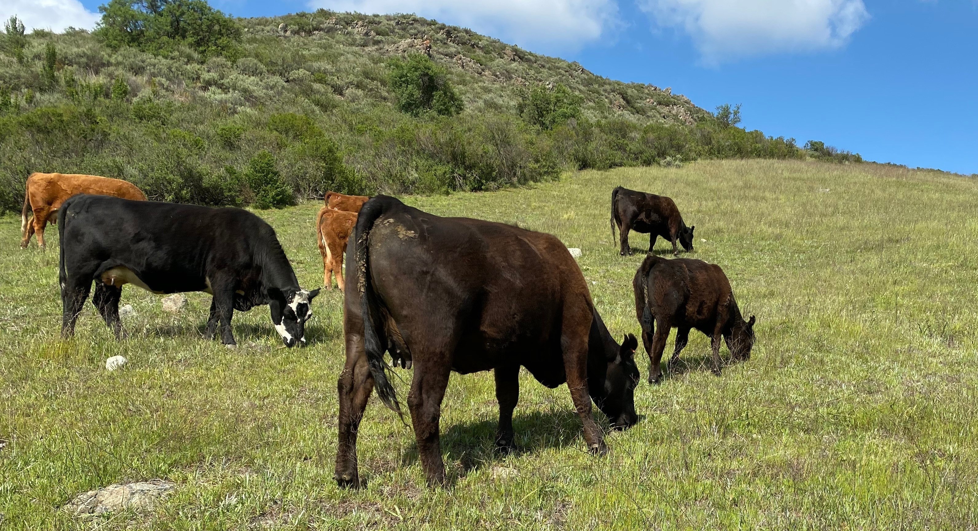 Prussic acid toxicity