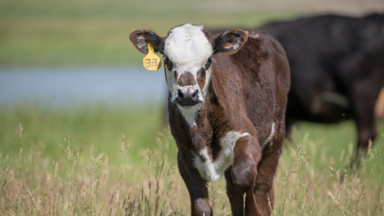 Tips For Feeding Wet Distillers Grains To Cattle