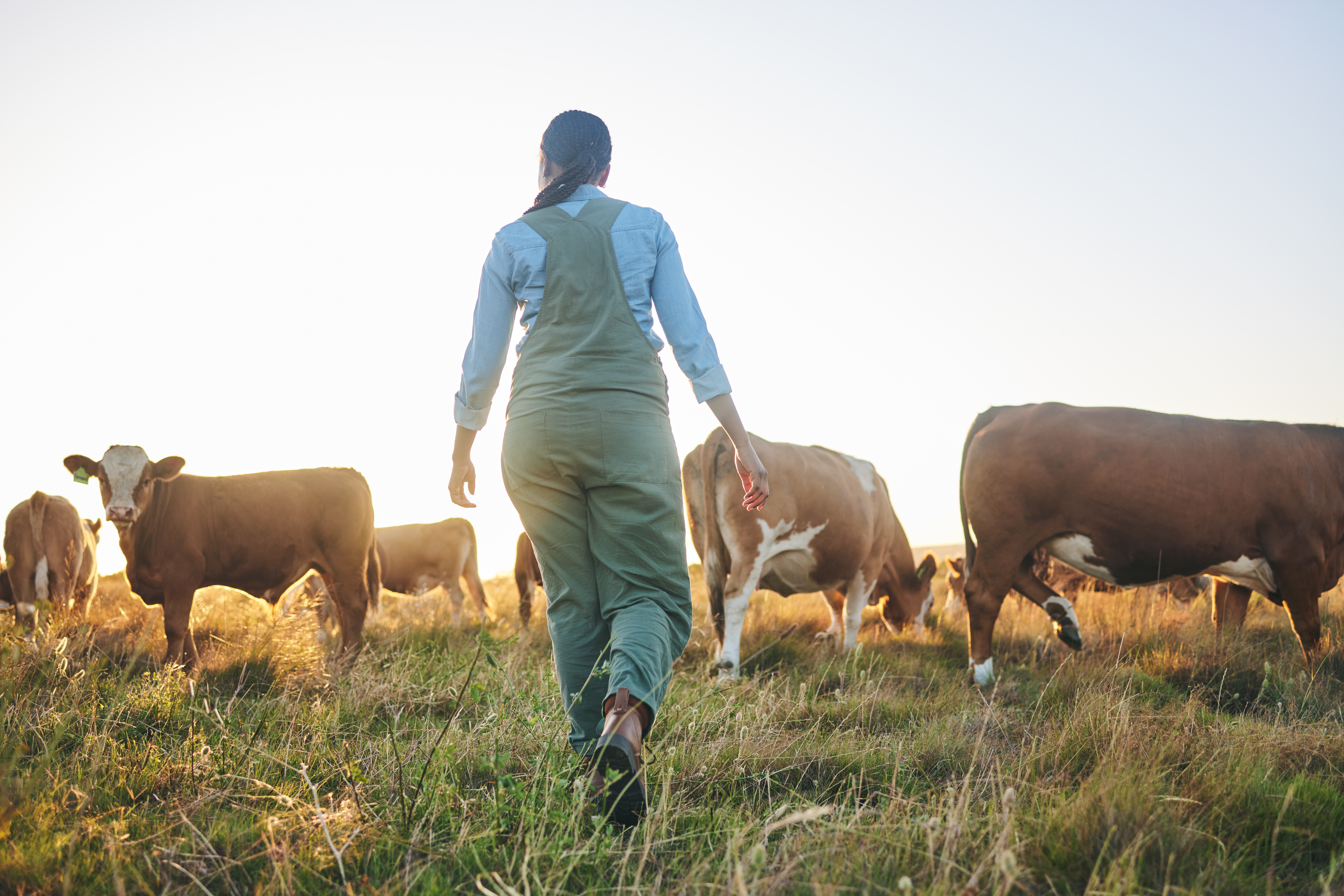 The future for rural veterinarians