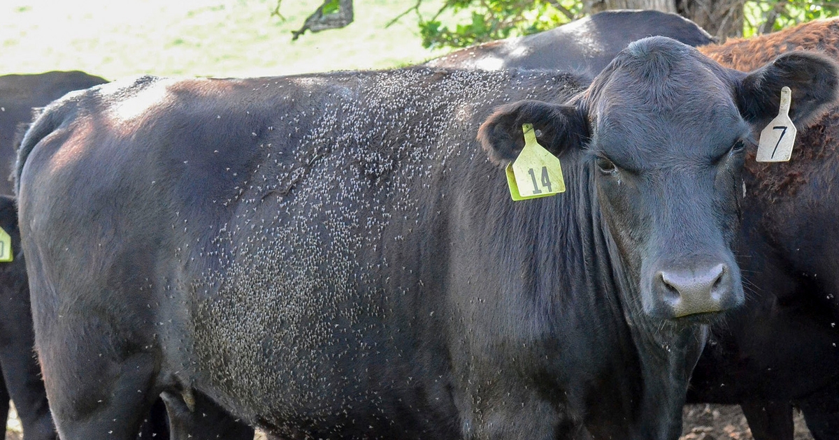 Small Horn Flies Can Be Big Problem For Livestock