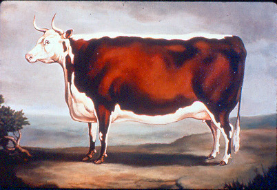 What makes the perfect cow?