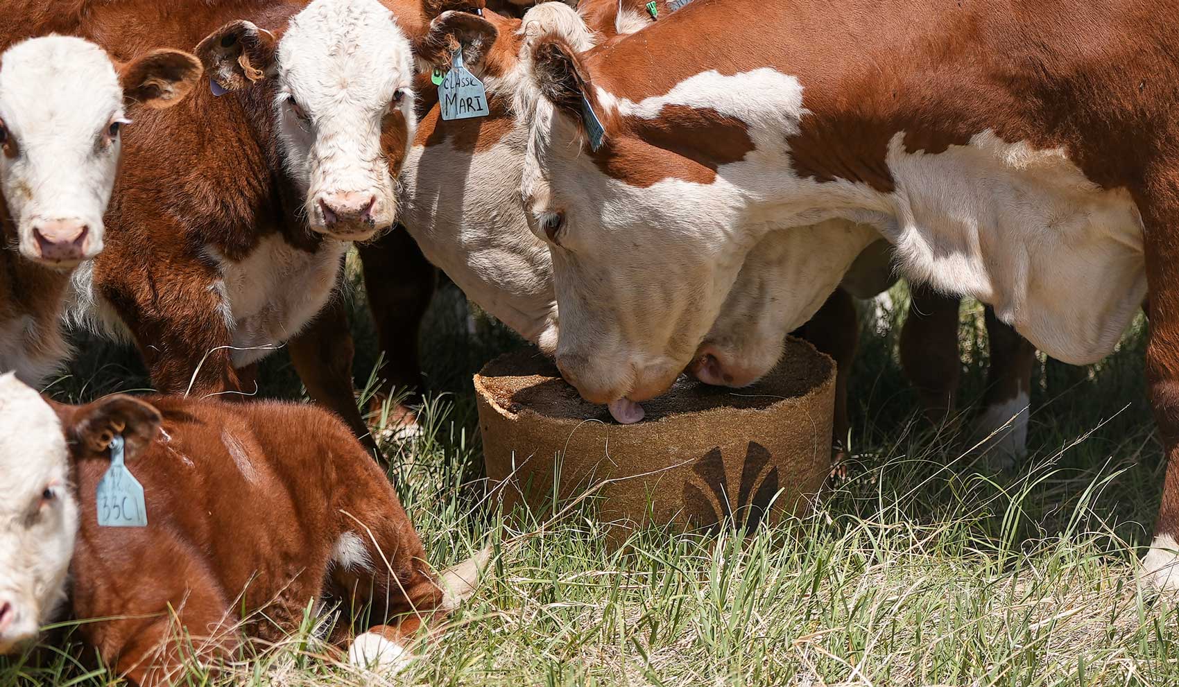 Mineral utilization for cattle