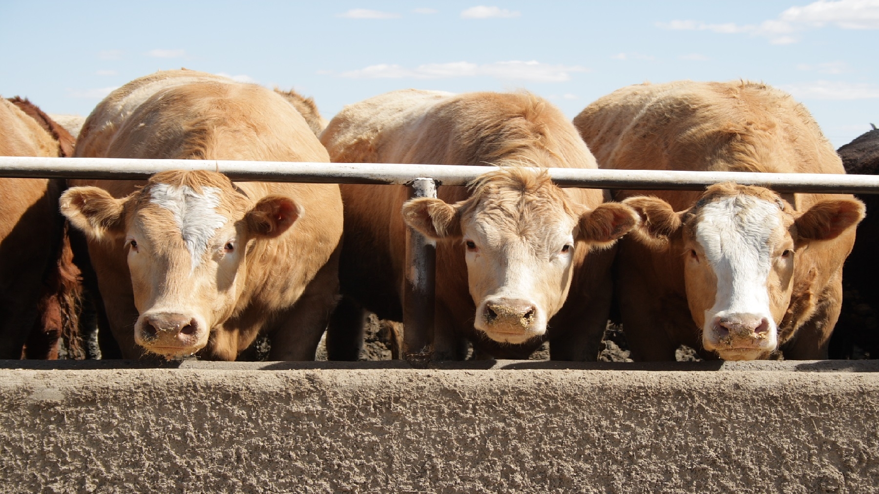 Feedlots recent news | Beef Magazine