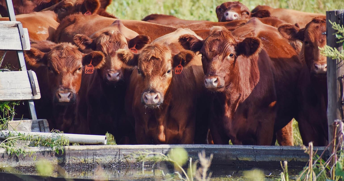 Upgrade your Cattle’s Reputation with Preconditioning