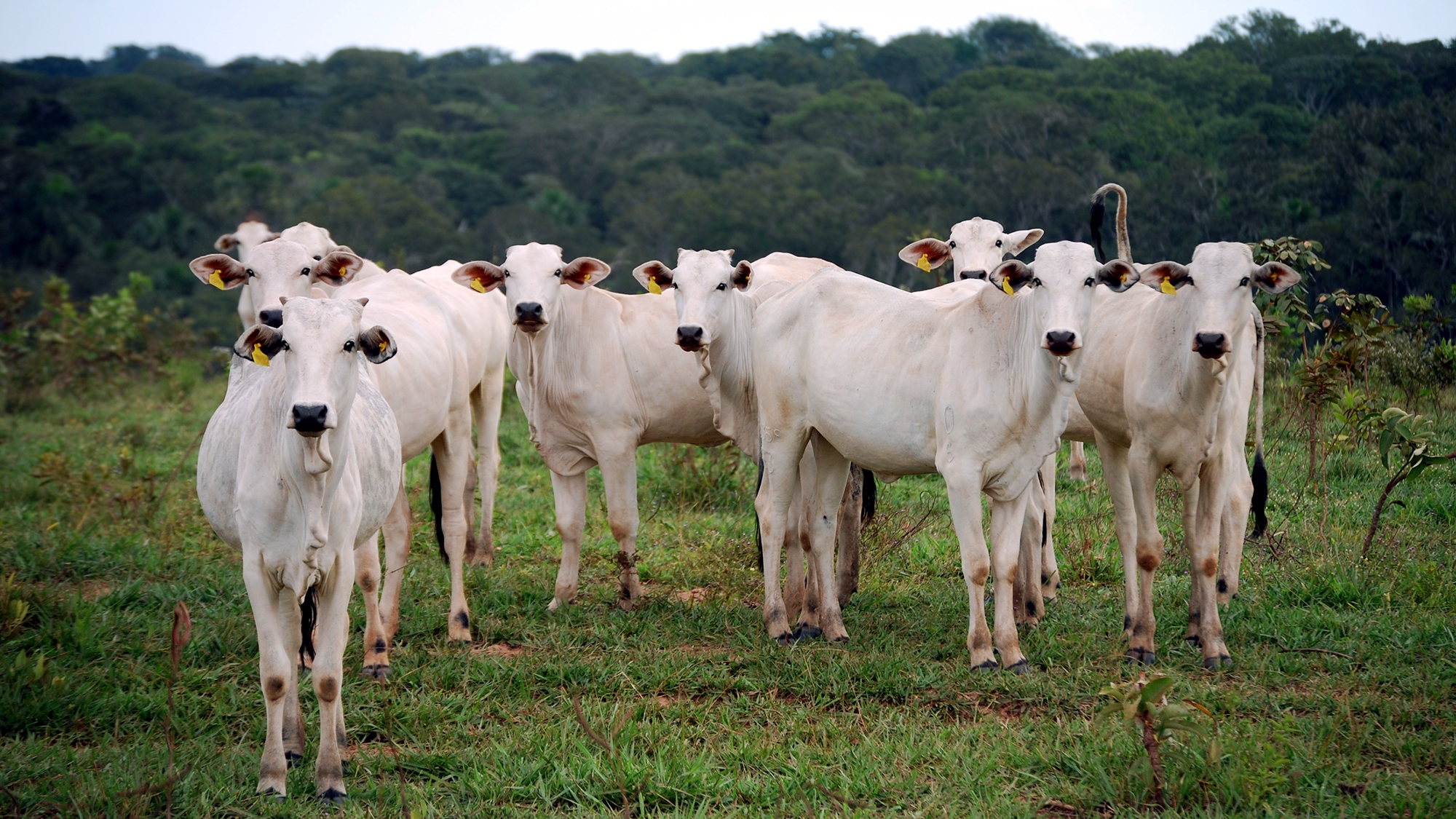 Doug Ferguson | Beef Magazine