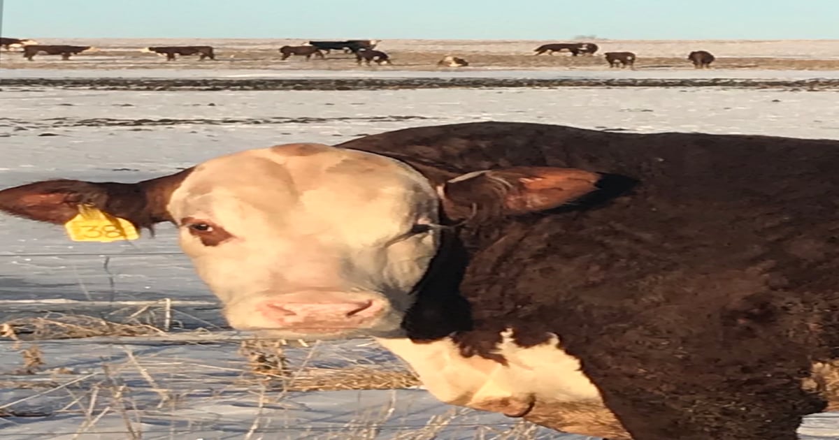 March is bull breeding soundness exam month