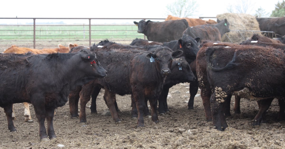 7 things to put on your breeding season prep checklist