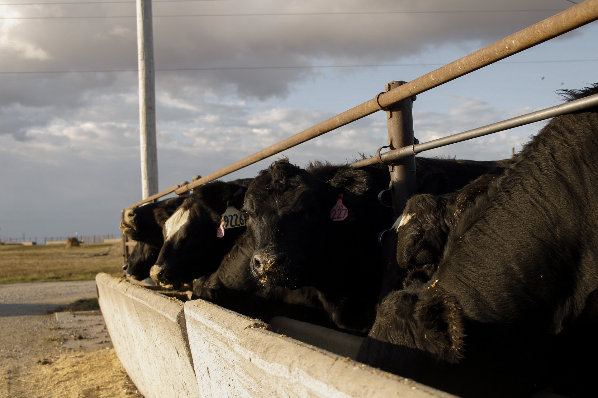 Feedlots recent news | Beef Magazine