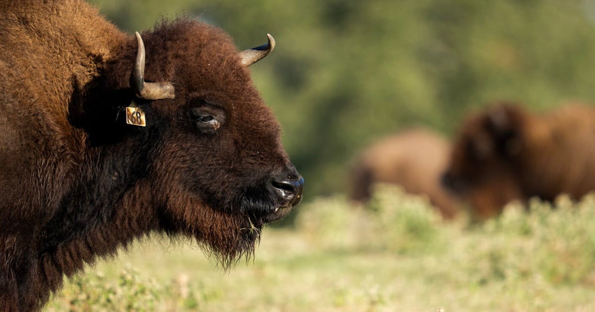 Drug-resistant parasites threaten ranched bison herds