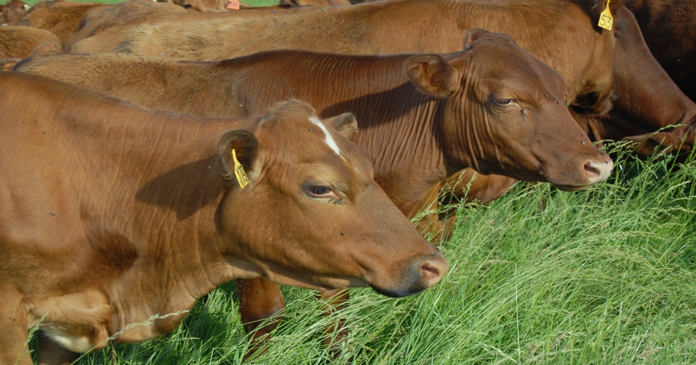 Smaller cows win, and that includes their calves in the feedlot