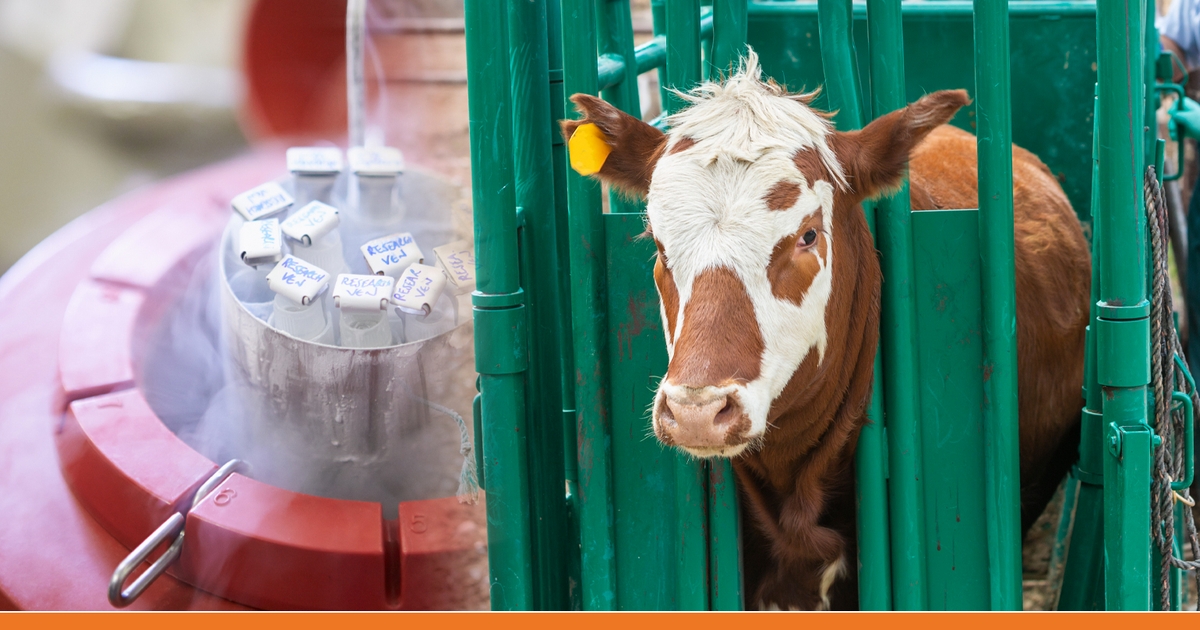 Tips for building a successful breeding program with A.I.