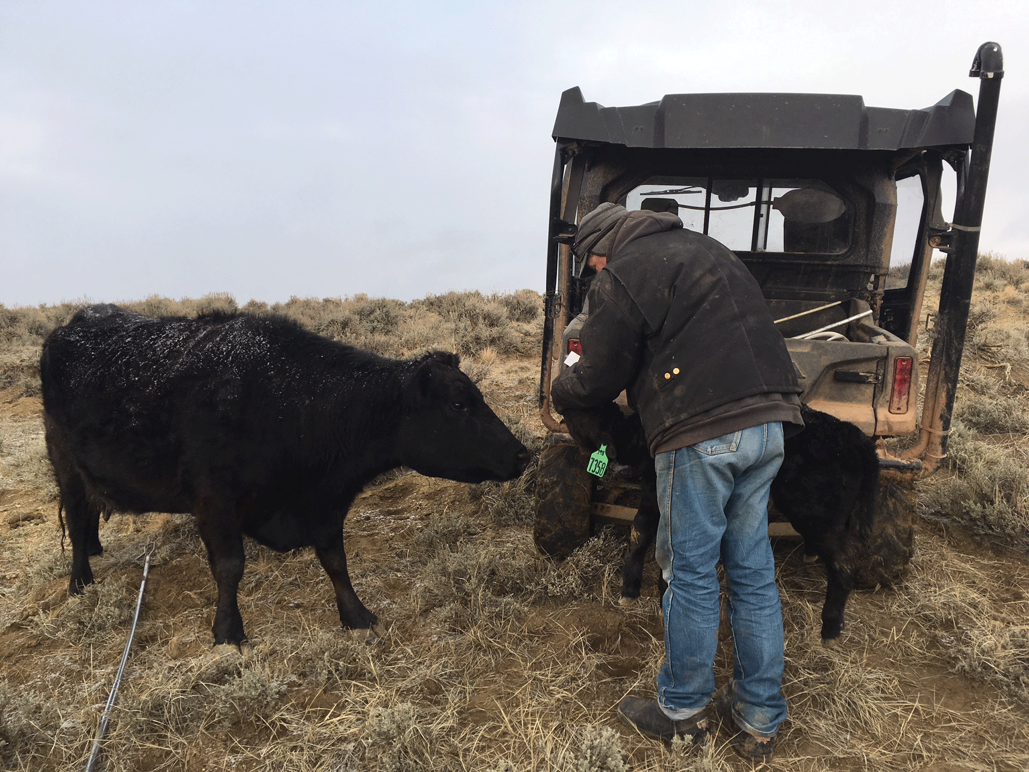 Cull or keep? How to make the best cowherd culling decisions