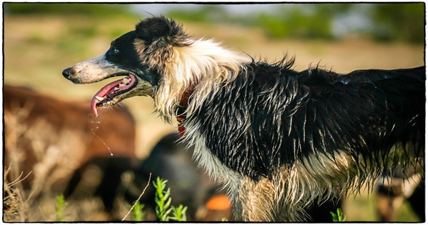 VOTE: Farm Boy "Workhorses" Of The Ranch Finalists | Beef Magazine