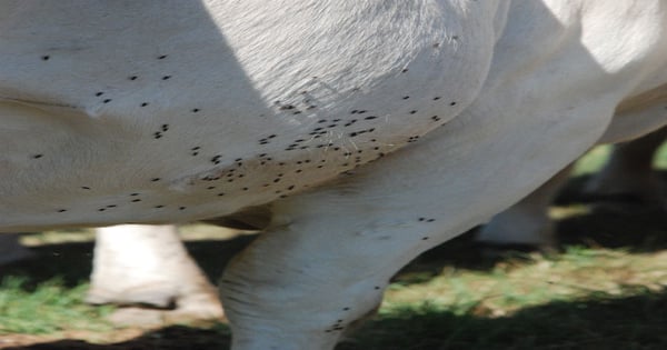 Can we select cattle for fly resistance? Research says yes!
