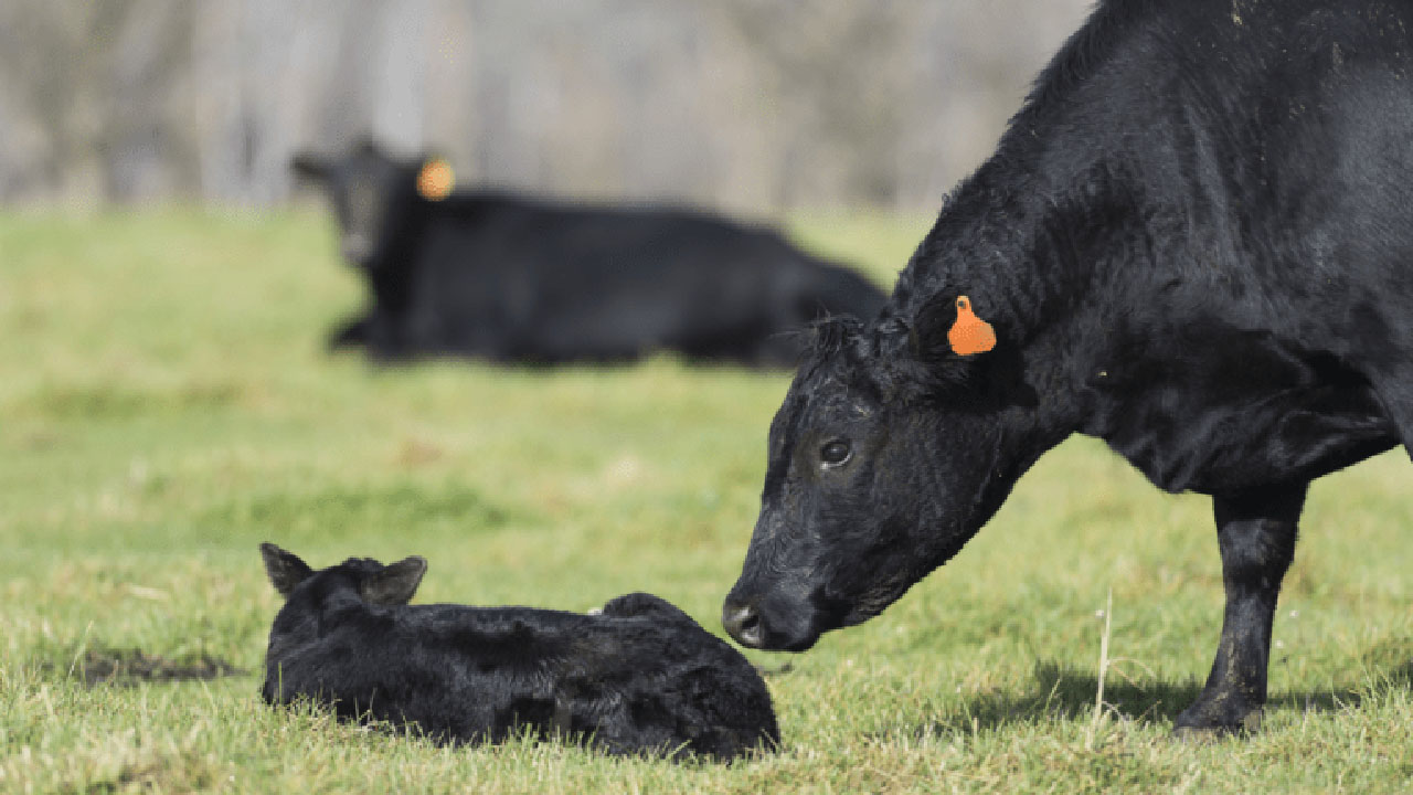 701x acquires DigitalBeef