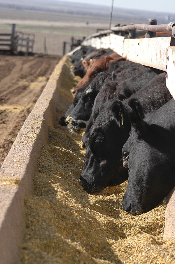 2016 Feed Composition Tables: How to discover the nutritional value of ...