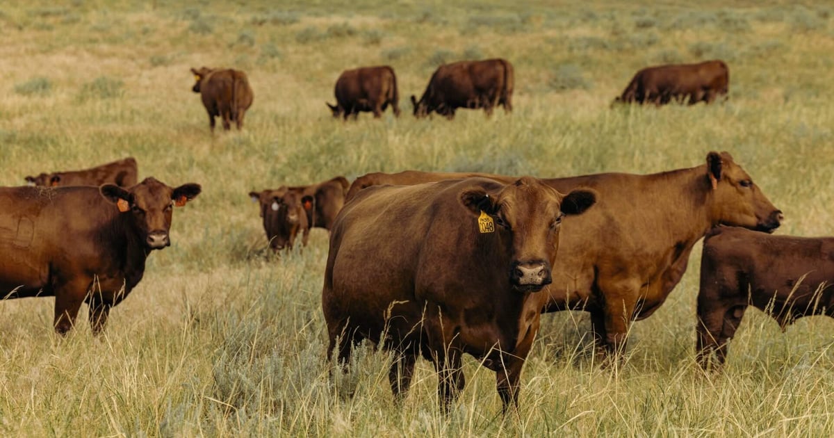 Considerations for Deworming the Cow/Calf Herd