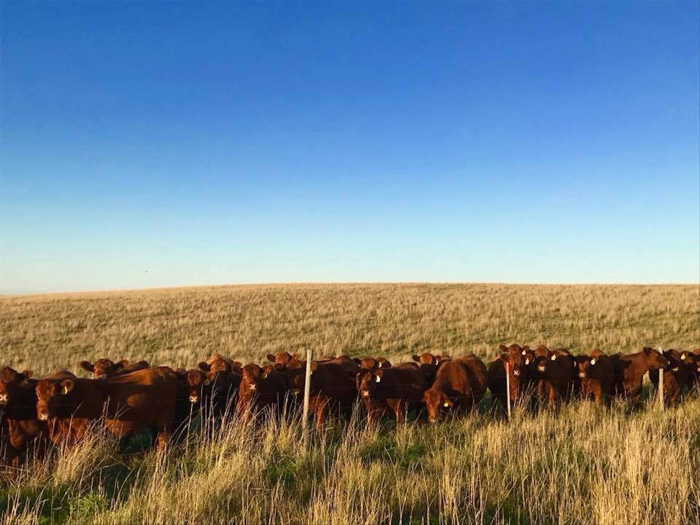 Cell phone cameras capture beautiful ranch photos | Beef Magazine