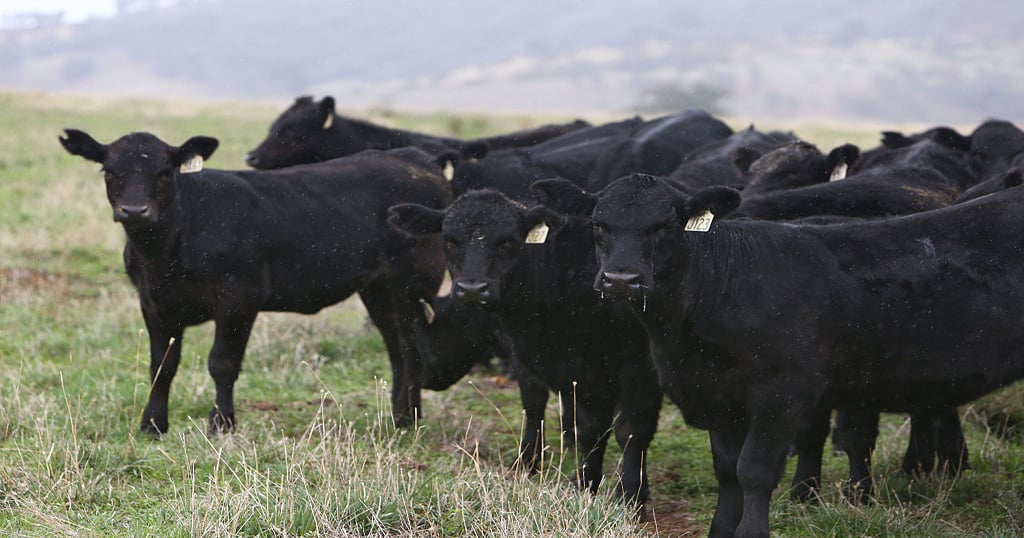 CattleFax cow-cal