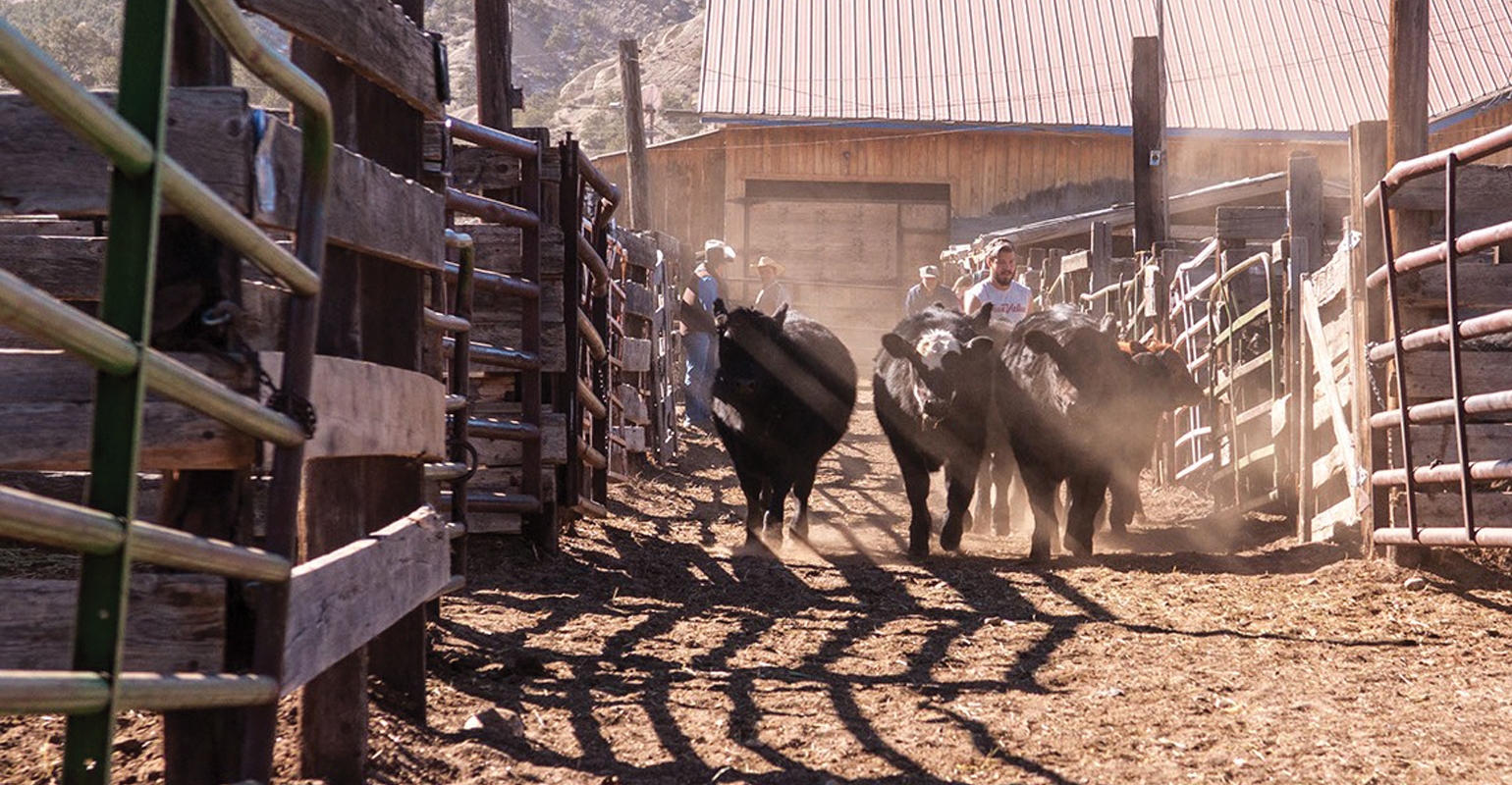 How to market cattle to maximize value