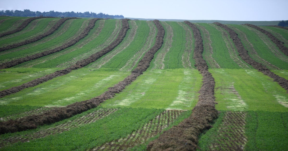 What are your options with wet hay?