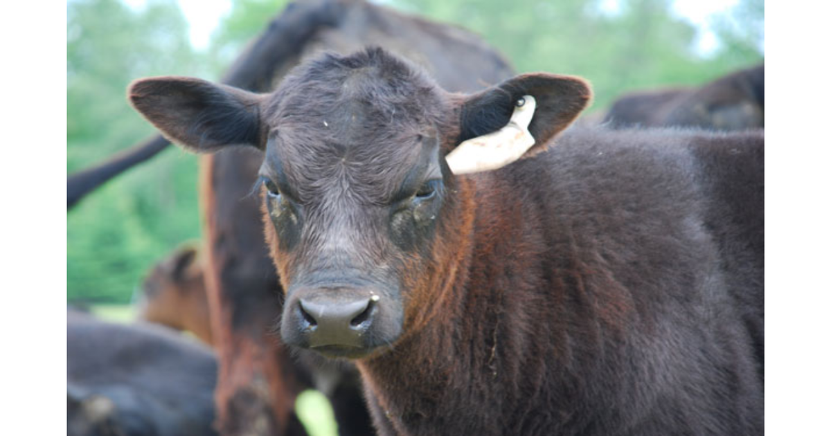 Challenges of the beef calf born in July, August, and September