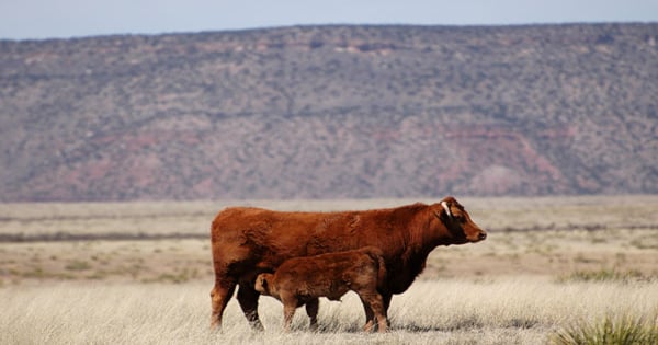 6 Trending Headlines: Q&A on drought assistance; PLUS: Meet Cosmo, a ...