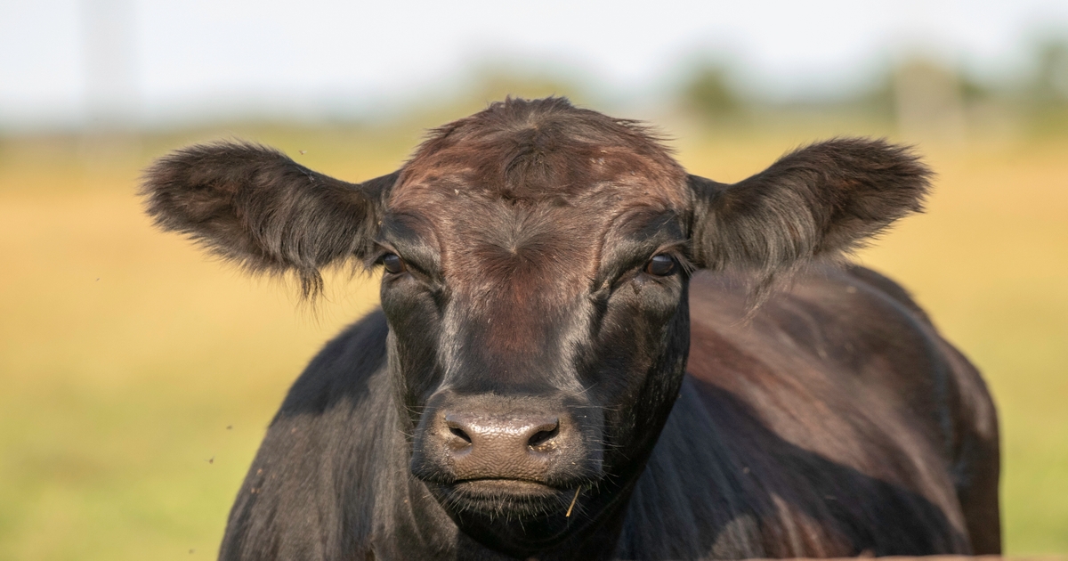 Record highs in live cattle futures as slaughter slows and beef demand ...