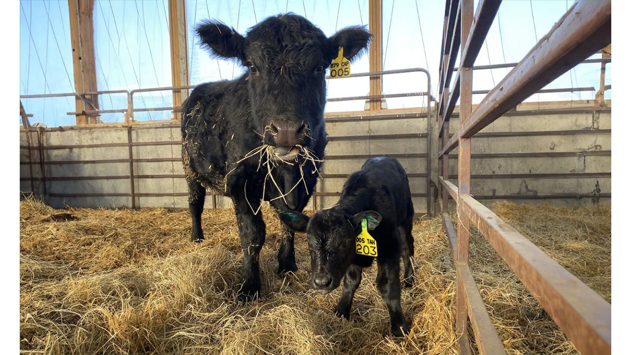 Cow Size & Production